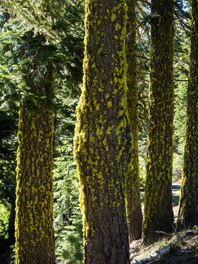 Moss covered tree trunks stock image. Image of tree, lichen - 99080993