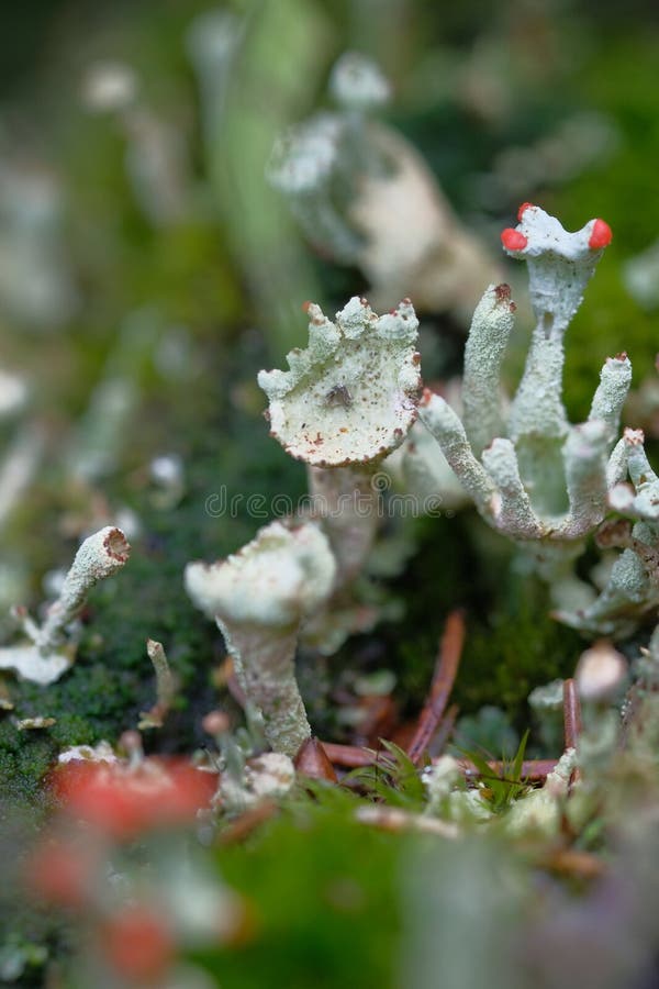 Moss Lichen Red Heads Grow Rocks Stock Photos - Free & Royalty-Free Stock Photos from Dreamstime