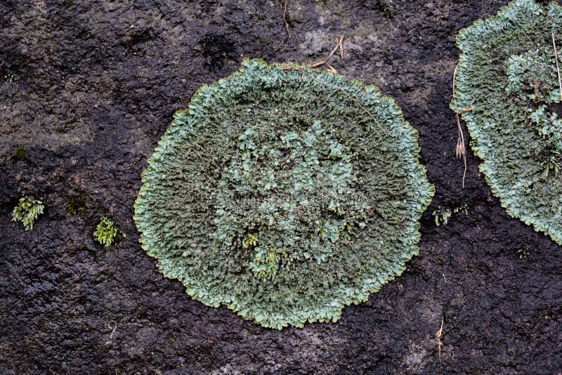 Moss and Lichen Skin Texture Stock Photo - Image of wave, pinus: 137379190