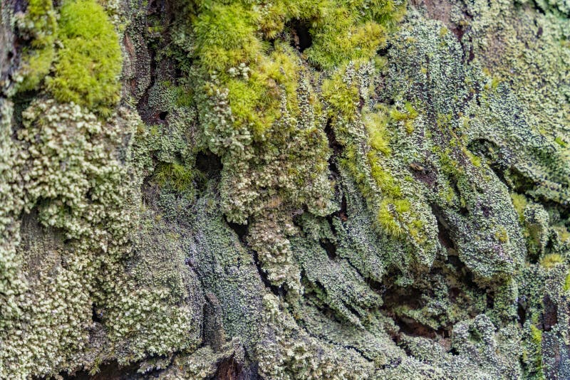 Moss and lichen stock photo. Image of vegetation, plant - 375193018