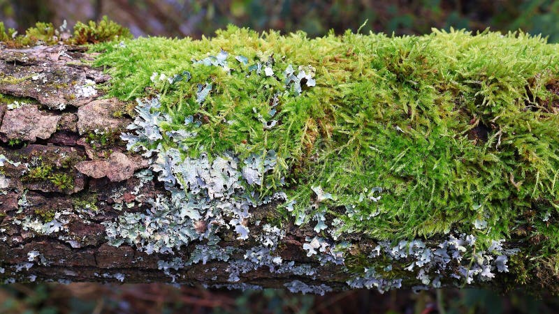 Moss and Lichen on a Tree Trunk. Stock Image - Image of seasonal ...