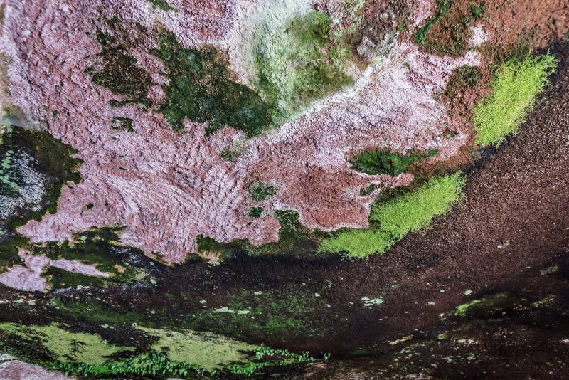 Moss and Lichens on the Ceiling of a Cave Stock Photo - Image of creek ...