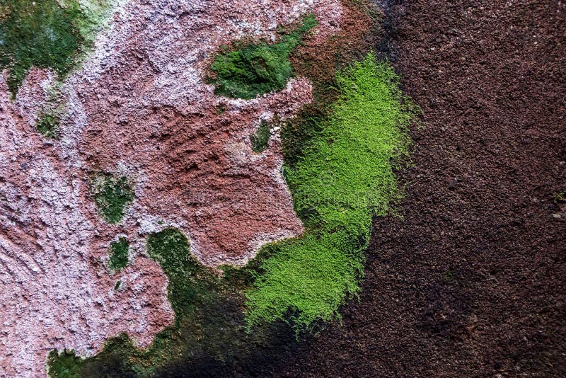 Moss and Lichens on the Ceiling of a Cave Stock Image - Image of mossy ...