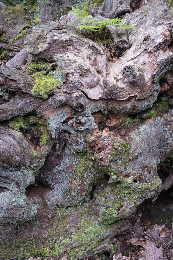 Moss, Lichens and Ferns, on a Large Dry Tree Trunk, Texture of Wood and ...