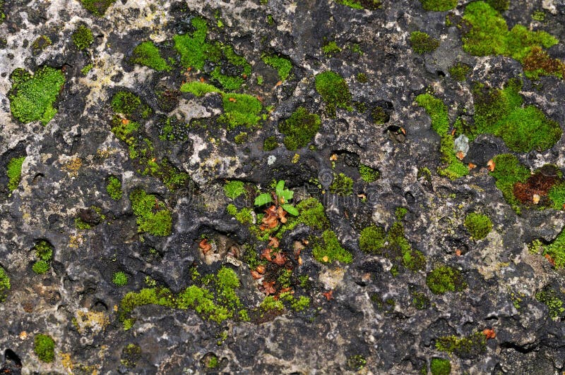 Background Mossy Limestone Rock Stock Photo - Image of moss, feature ...