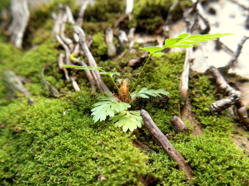 Moss and the Little Plant stock image. Image of trees - 95979885