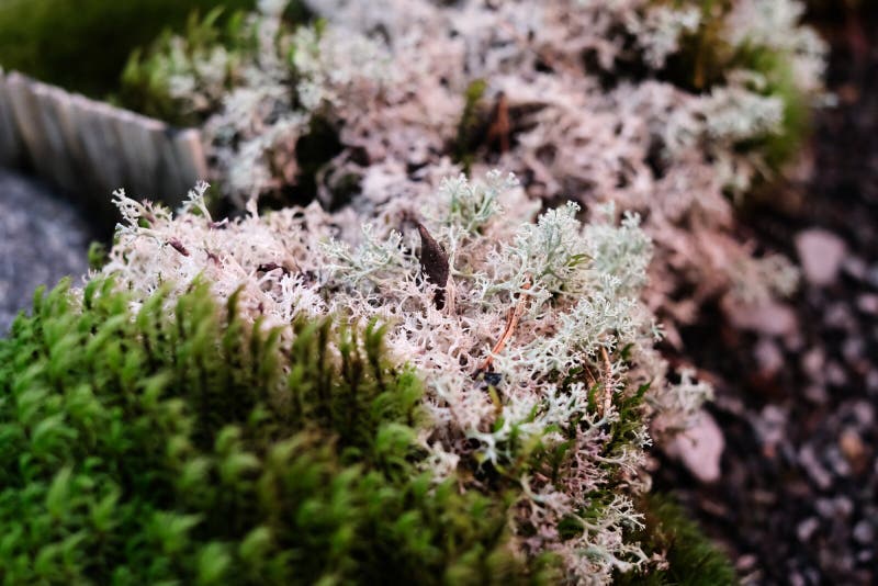 Moss Live Composition Grown in a Greenhouse. Moss Formed As If the ...