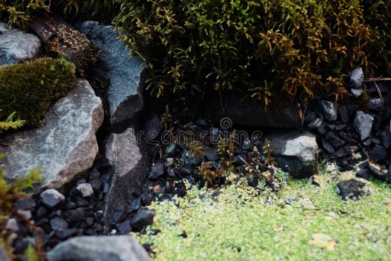 Moss Live Composition Grown in a Greenhouse. Moss Formed As If the ...