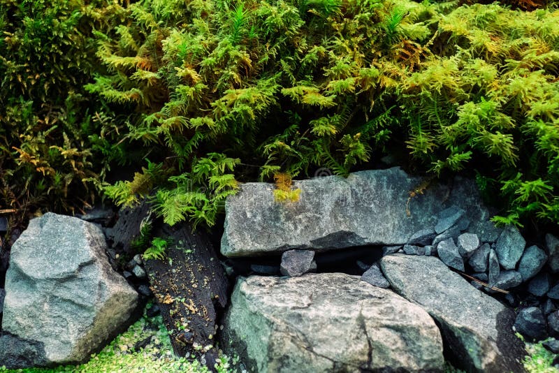 Moss Live Composition Grown in a Greenhouse. Moss Formed As If the ...