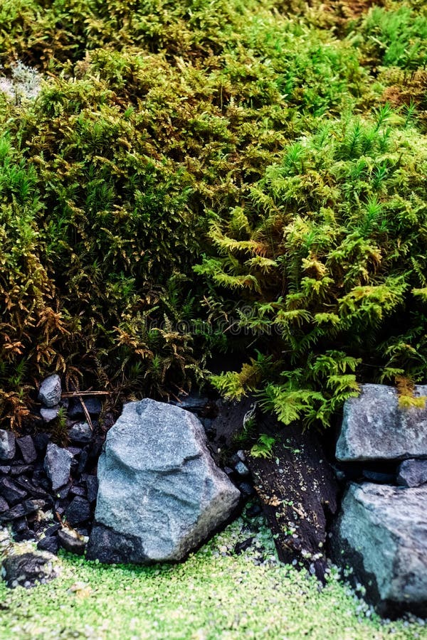 Moss Live Composition Grown in a Greenhouse. Moss Formed As If the ...