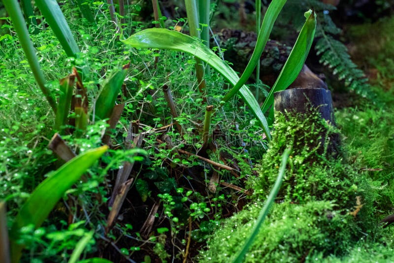 Moss Live Composition Grown in a Greenhouse. Moss Formed As If the ...