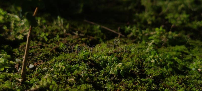 Moss that Lives in Damp Places Stock Photo - Image of damp, places ...