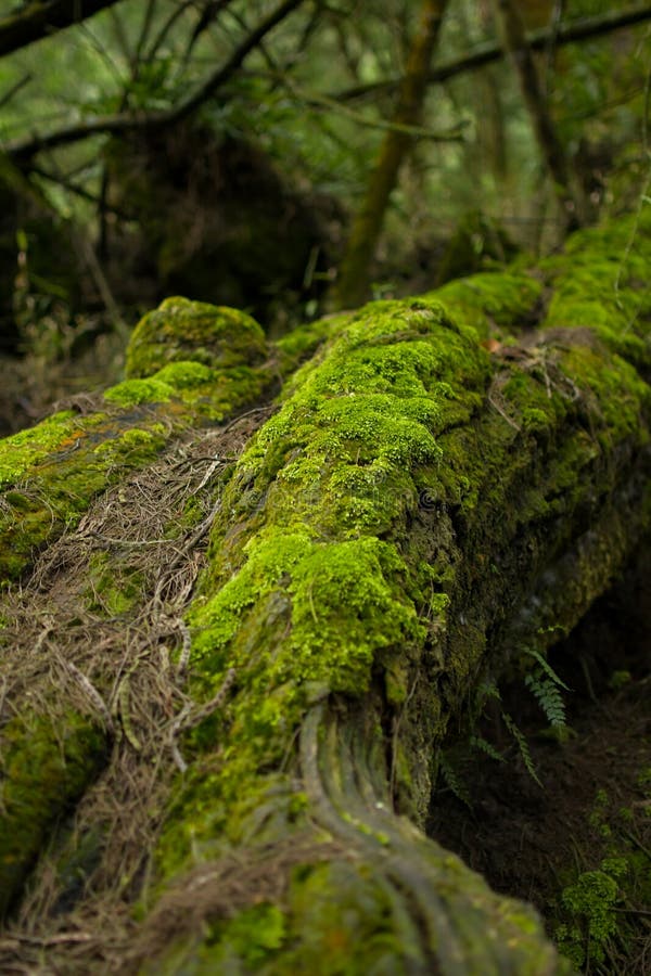 A life in death stock photo. Image of lumut, death, yang - 229900944