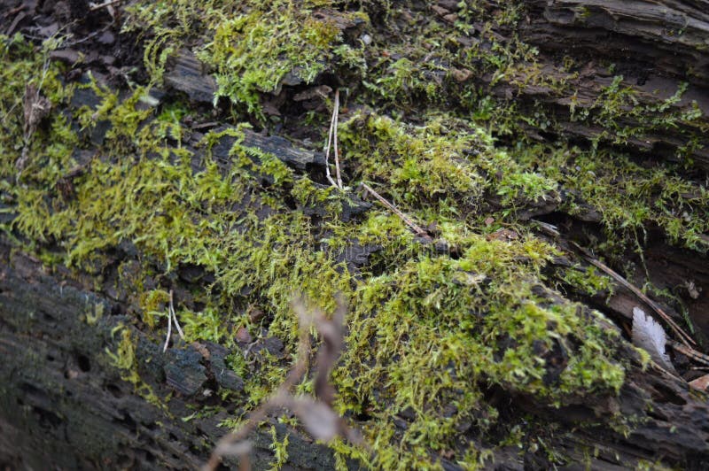 Moss on Log stock image. Image of surface, plant, texture - 64053593