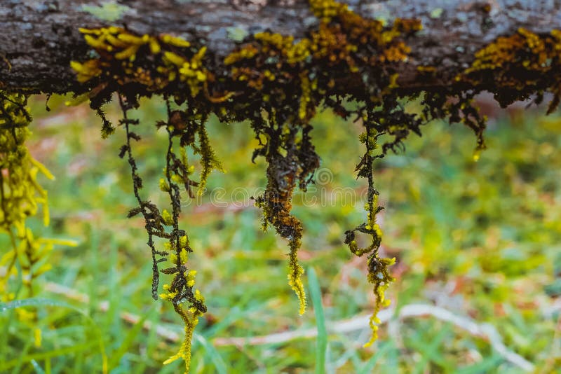 Moss on a log stock photo. Image of blooming, catnip - 158164152