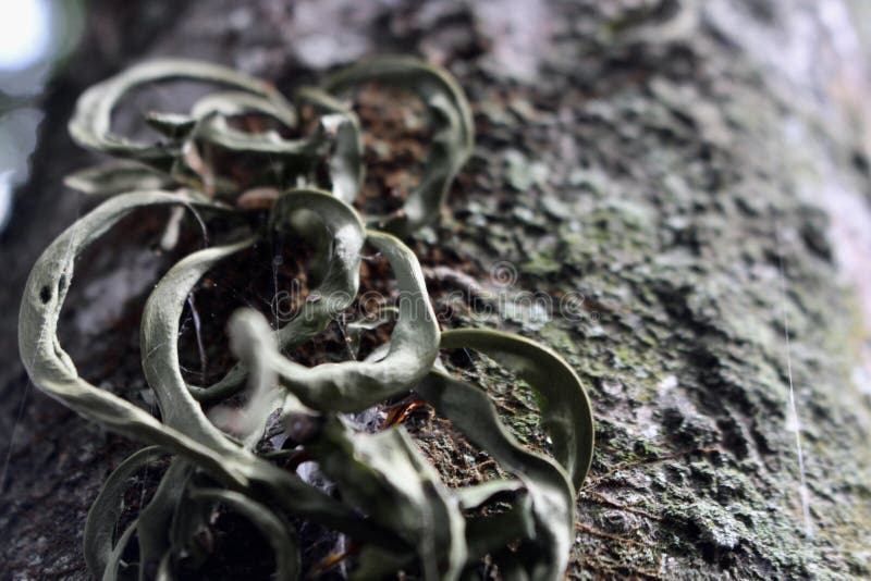 Moss stock photo. Image of park, leaves, moss, long - 149669000