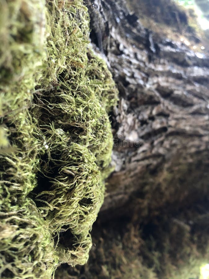 A mini jungle stock image. Image of tiny, mini, moss - 195662601