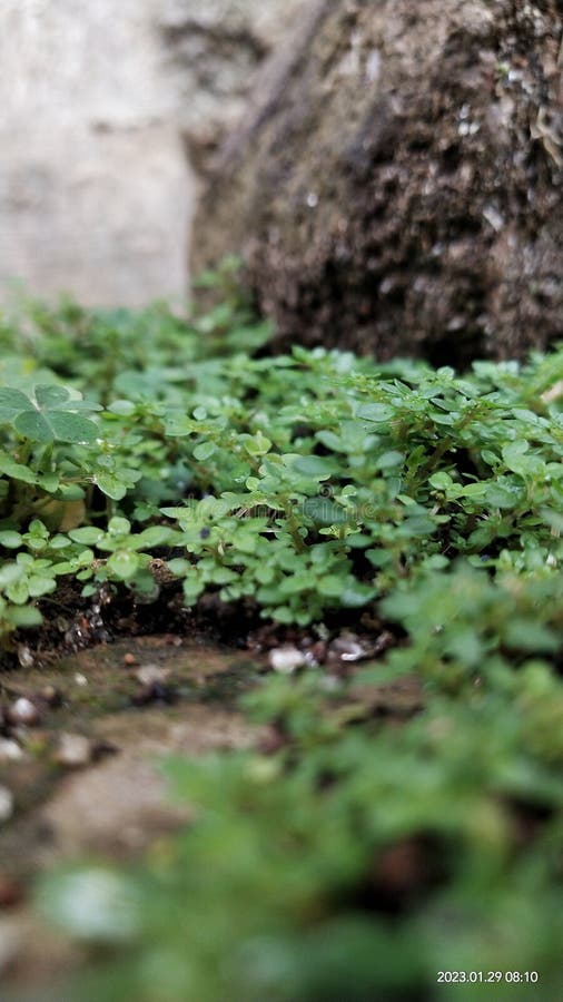 Moss Looks More Beautiful and Natural Stock Photo - Image of beautiful ...