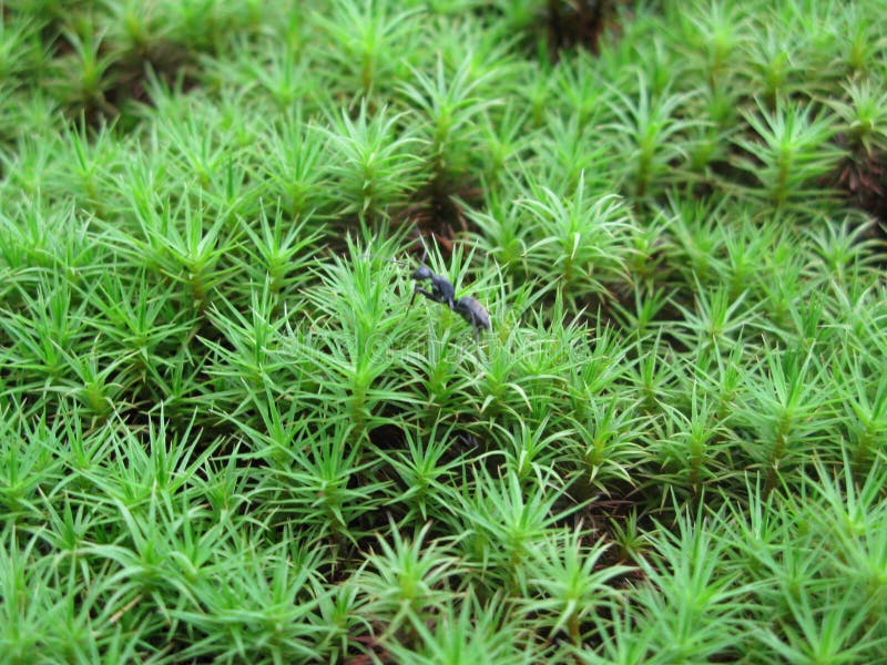 Moss macro stock image. Image of macro, plant, growth - 12674349
