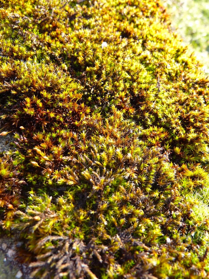 Moss macro stock image. Image of nature, green, backgrounds - 18431567