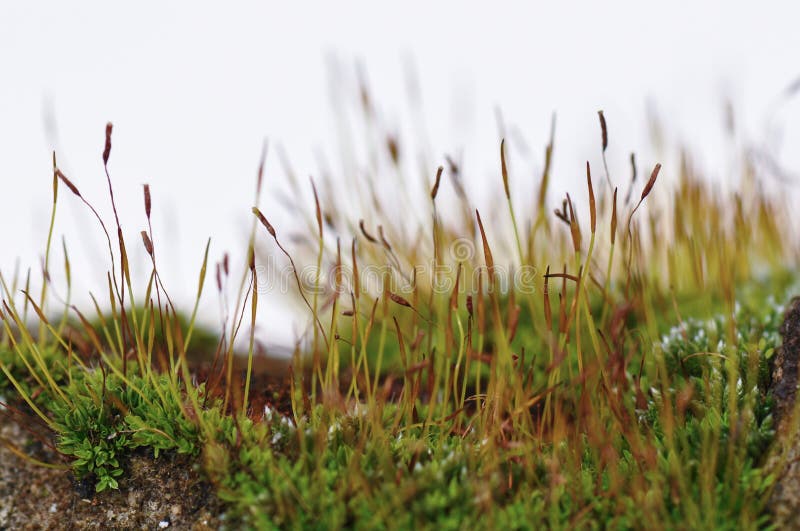 Moss detail stock photo. Image of closeup, horizontal - 112765470