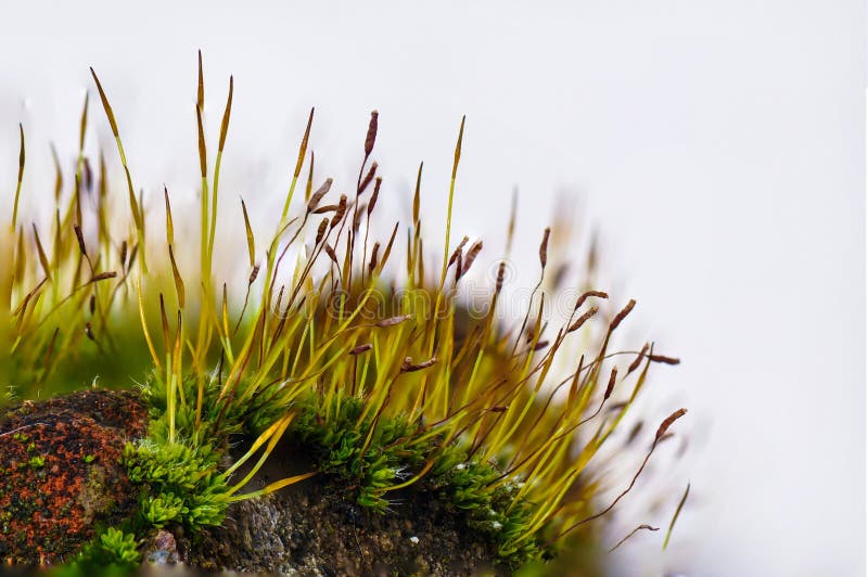 Moss detail stock photo. Image of closeup, horizontal - 112765470
