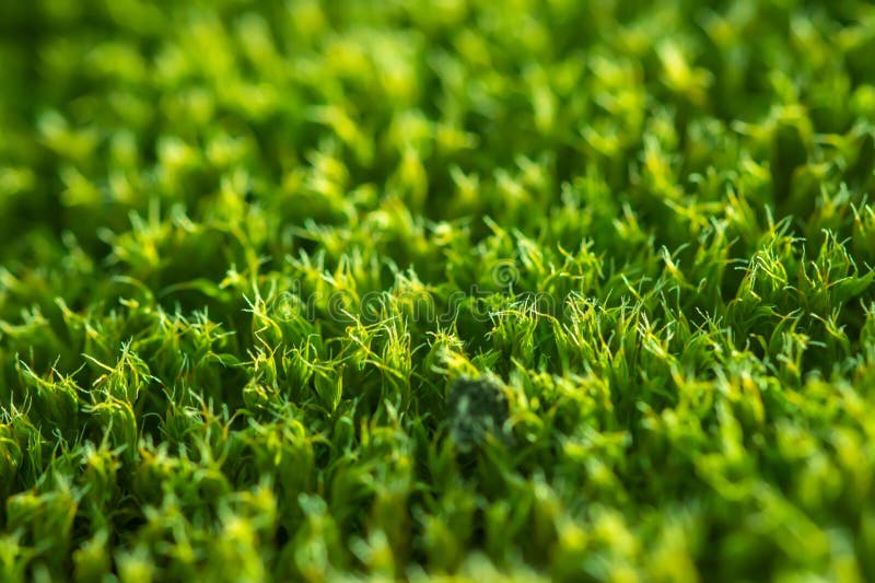 Moss Macro Photography. Beautiful Tiny World of Green Color Stock Image ...