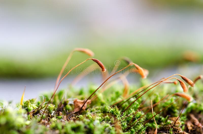 Moss Macro stock photo. Image of growing, green, vascular - 105642580