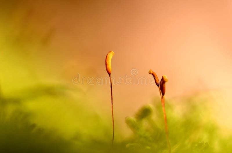 Moss stock photo. Image of herb, spring, detail, stalk - 71191490