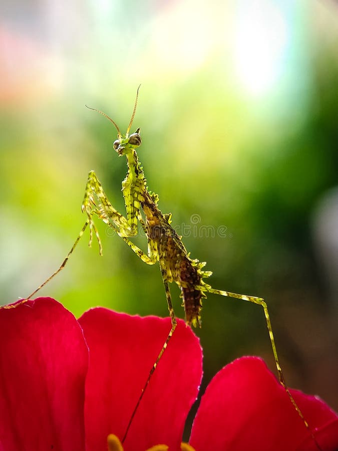 Moss Mantis on a Wildflower Stock Photo Stock Photo - Image of branch ...