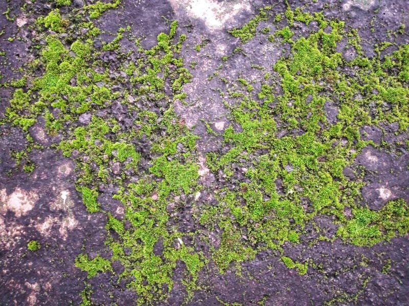 Moss Map Bumps into Damp Rock Stock Image - Image of stone, green ...