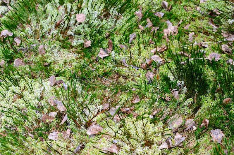 Moss and mess stock image. Image of boreal, moss, nature - 94567151