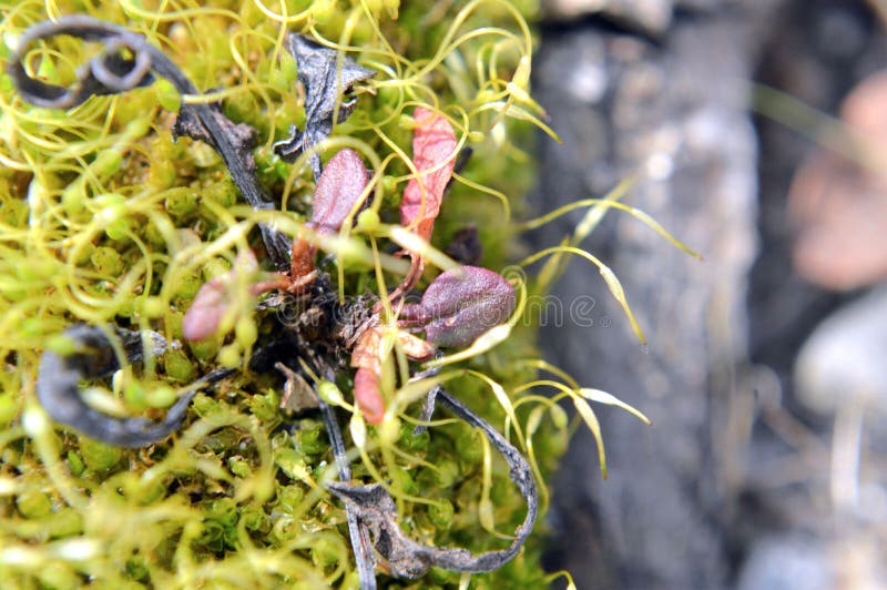 Moss Micro Macro 10X stock photo. Image of micro, nature - 78078914