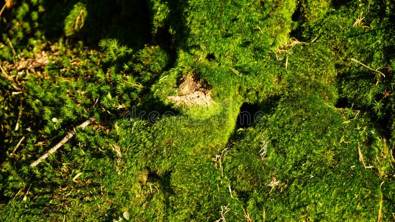 Moss micro scene in forest stock image. Image of color - 142571419