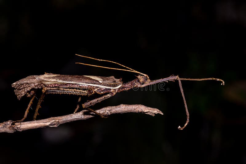 Moss Mimic Stick Insect - Anthropoda Stock Image - Image of wild ...