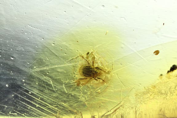 Moss mite stock photo. Image of enclosed, fossil, detail - 109685420