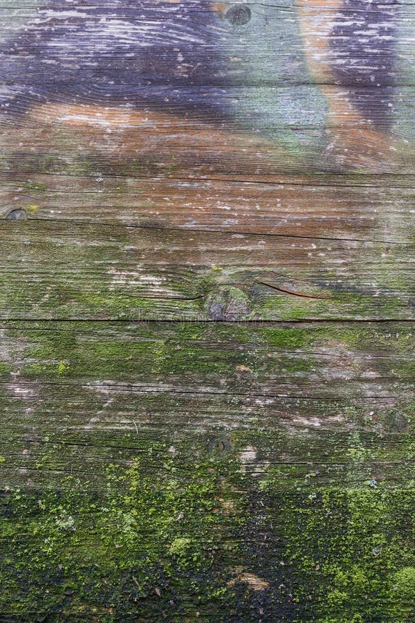 Moss and mold on wall stock photo. Image of background - 78905850