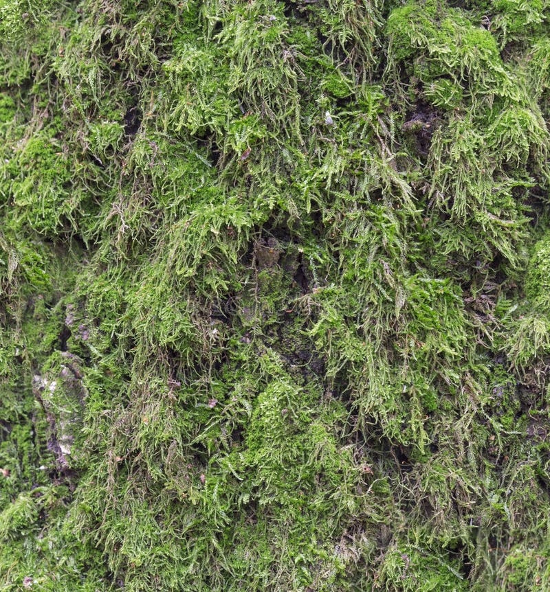 Moss and Mold Affect a Wood Panel Stock Photo - Image of green, bark ...