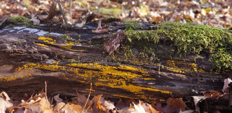 Mold/Moss Damage On House Roof Shingles Stock Photo - Image of ...