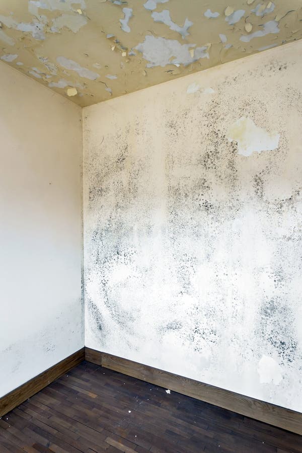 Moss Mold Spots Ceiling Wall Stock Photos - Free & Royalty-Free Stock ...