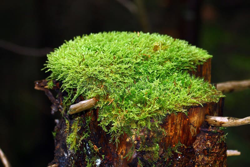 Moss stock image. Image of stump, sawn, forest, decomposition - 171111053