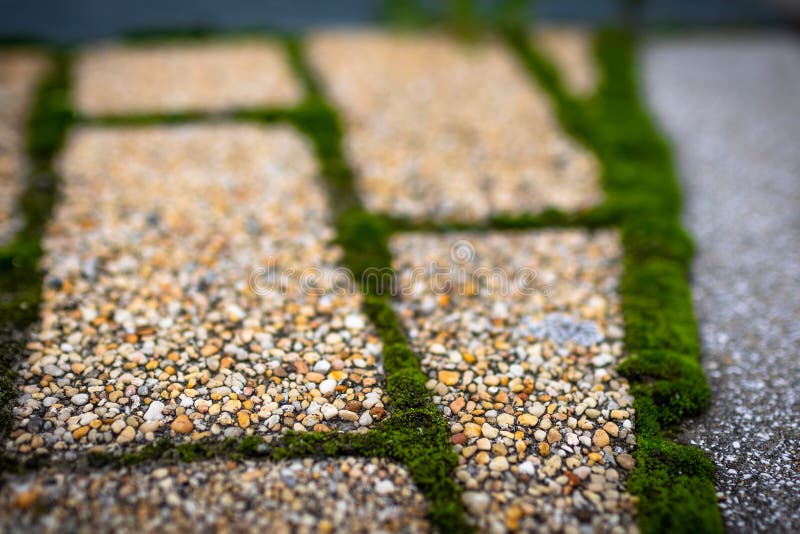 Moss. stock photo. Image of city, environment, architecture - 238654874