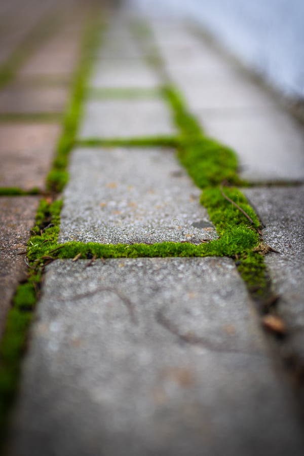 Moss. stock image. Image of abstract, pavement, architecture - 238654951