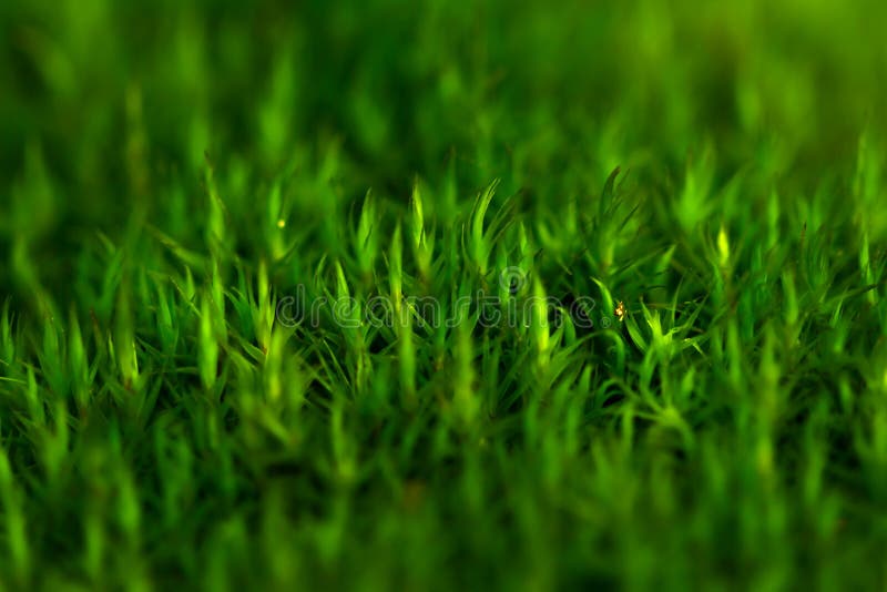 Swamp with peat moss stock photo. Image of wetlands, morass - 59237302