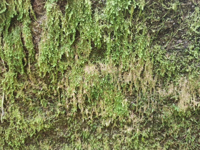 Moss, Mossy, Green Moss, Jungle, Tree, on Tree Stock Photo - Image of ...