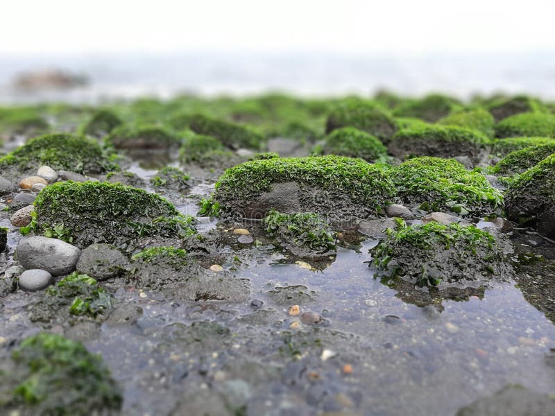 Moss N the Rocks Next To the Sea Stock Image - Image of beauty, nature ...