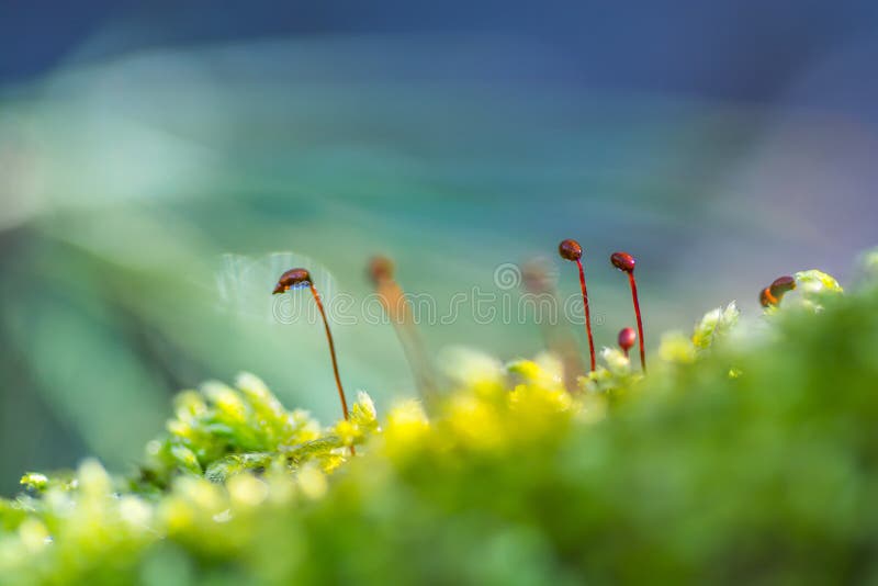 Sporous Capsules Stock Photos - Free & Royalty-Free Stock Photos from ...