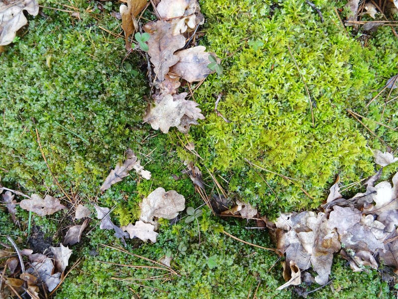Moss in Natural Conditions, Fresh Moss Leaves in the Forest Close-up ...
