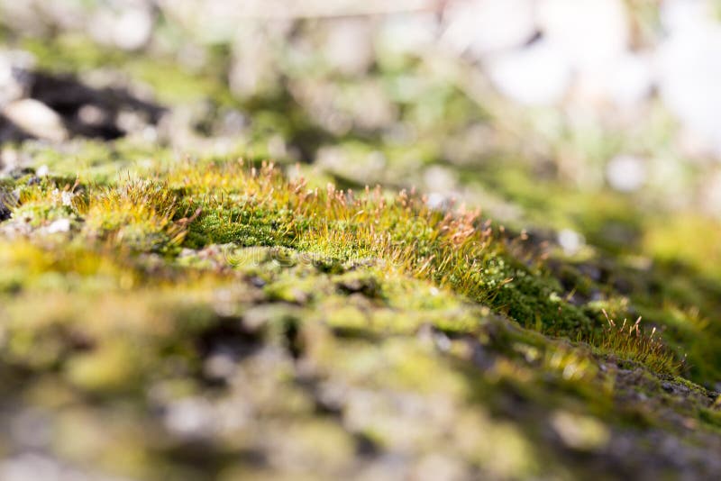 Moss in nature. macro stock photo. Image of serene, environment - 102578334