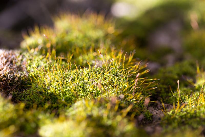 Moss in nature. macro stock photo. Image of nonurban - 102578390